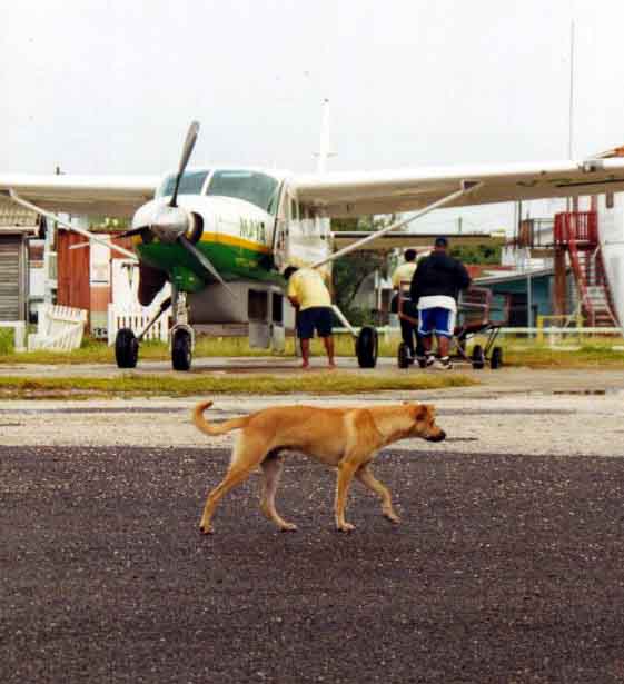 Dog intrusion delays Flights at Mumbai Airport | TopNews